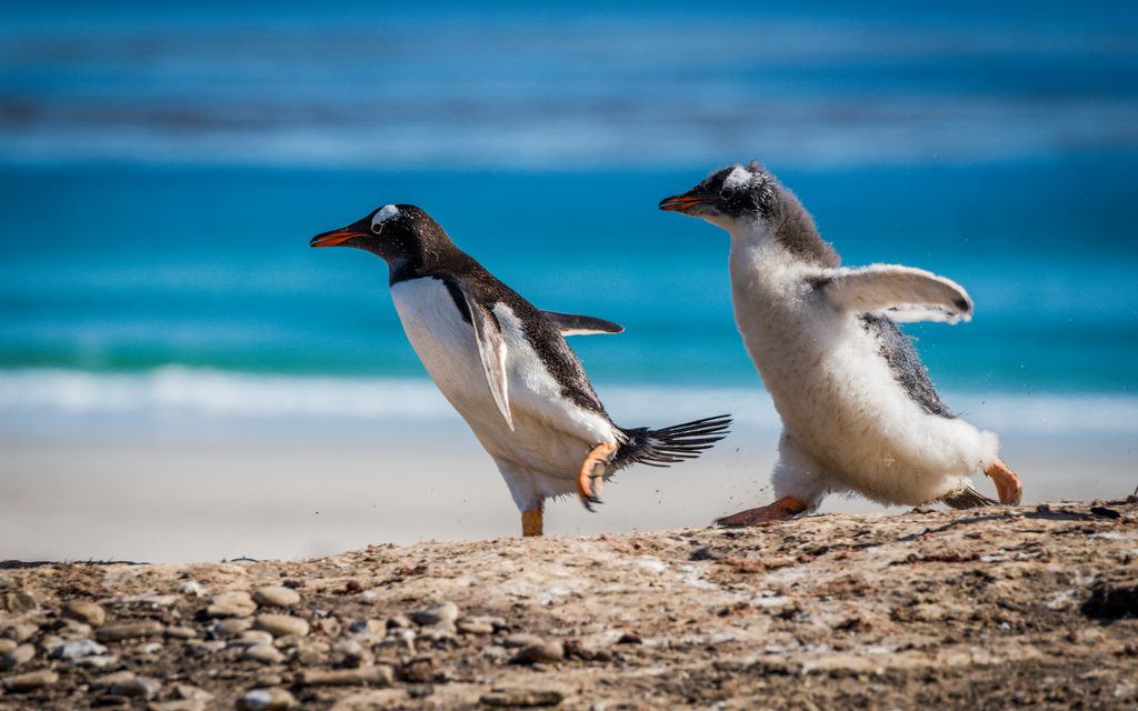 How to Help Protect Penguins, Whale Sharks, and Other Marine Critters ...